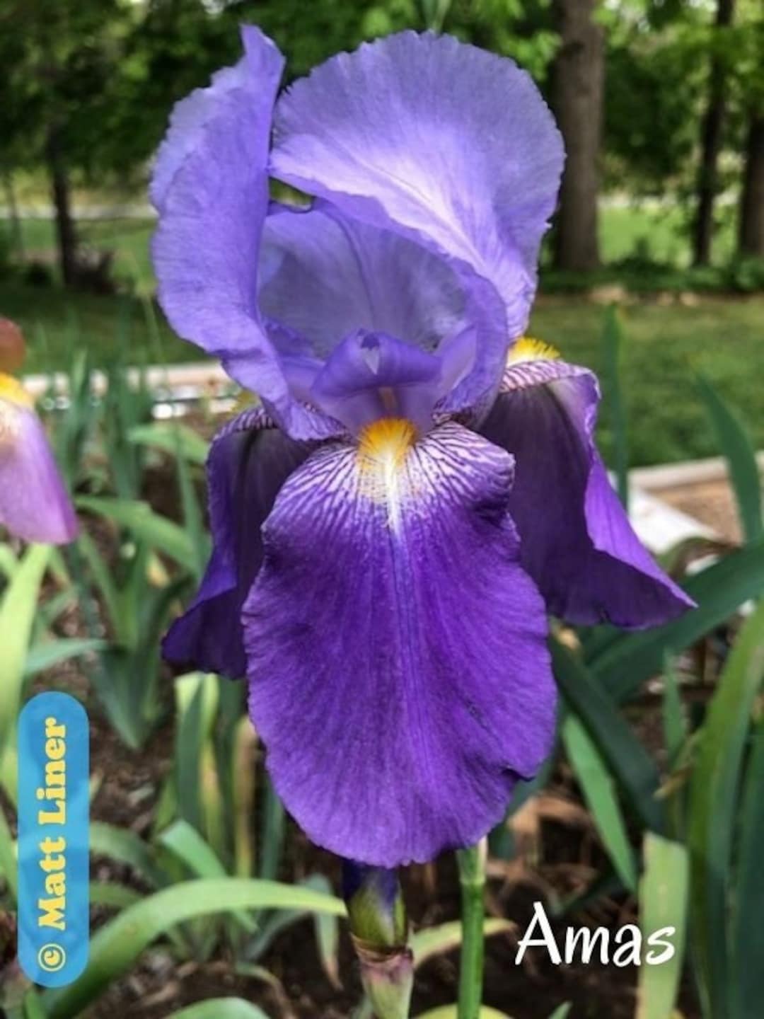 Amas - Tall Bearded Iris, Historic Iris - Etsy