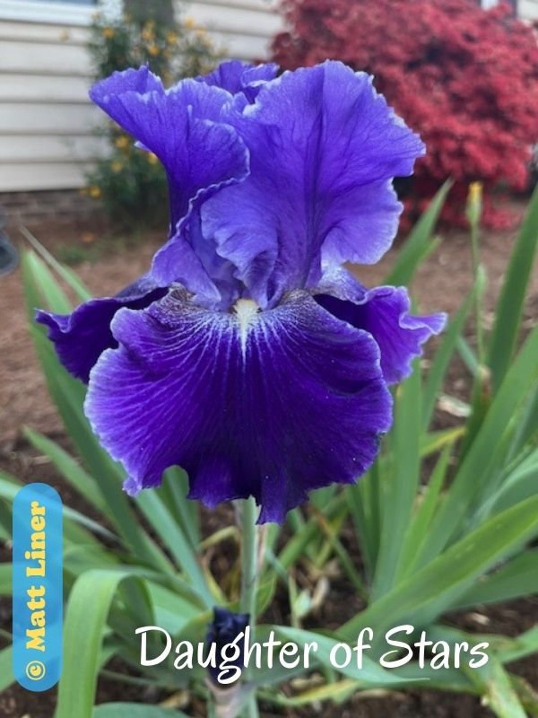 Daughter of Stars - Tall Bearded Iris - Etsy