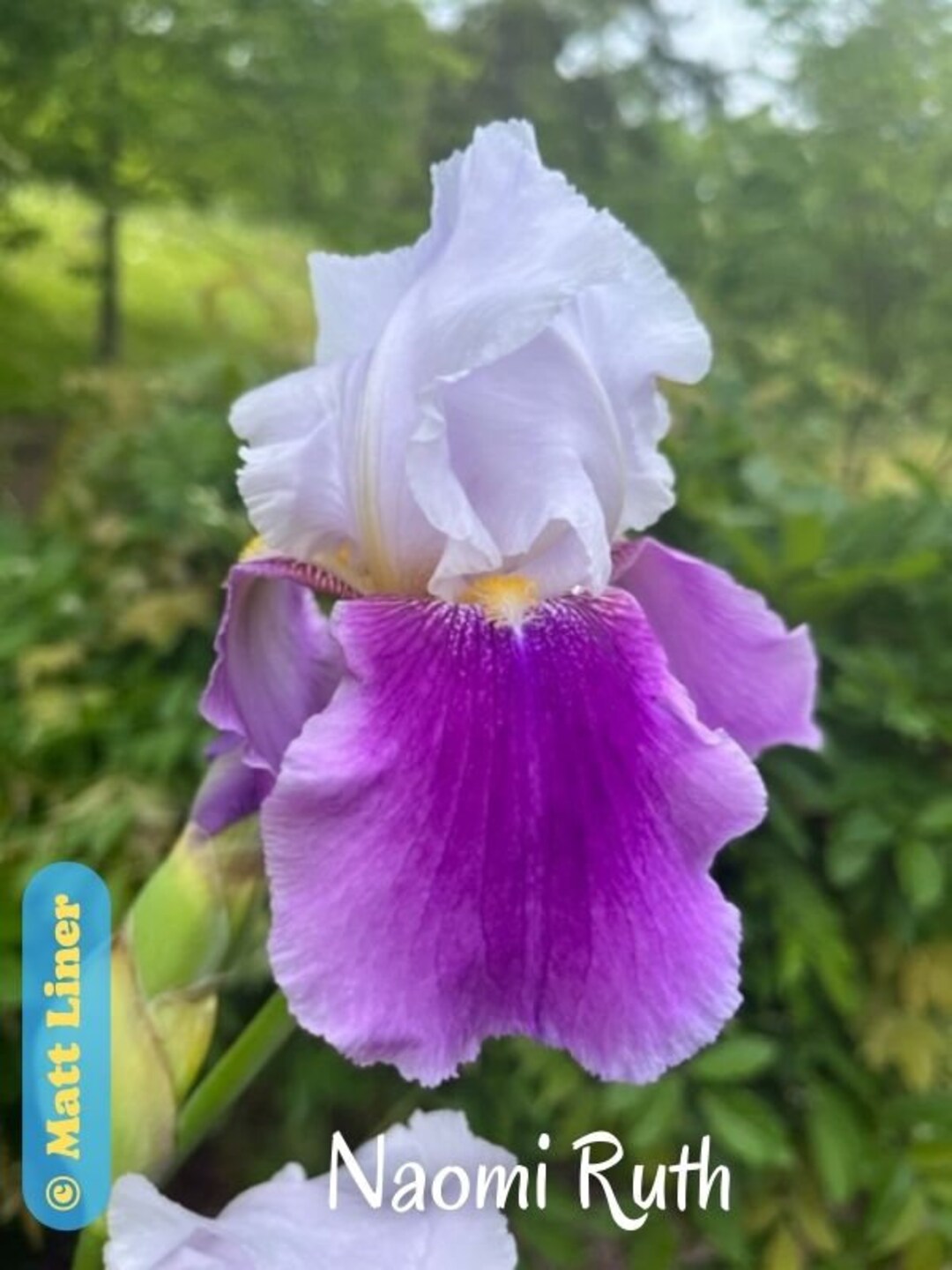 Naomi Ruth - Tall Bearded Iris, Historic Iris - Etsy