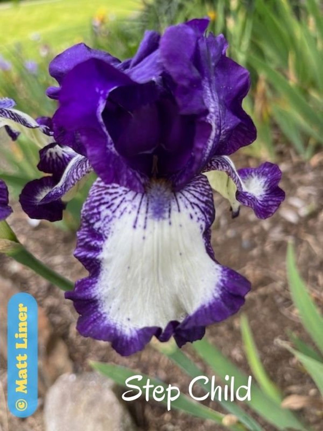 Step Child - Tall Bearded Iris, Historic Iris - Etsy