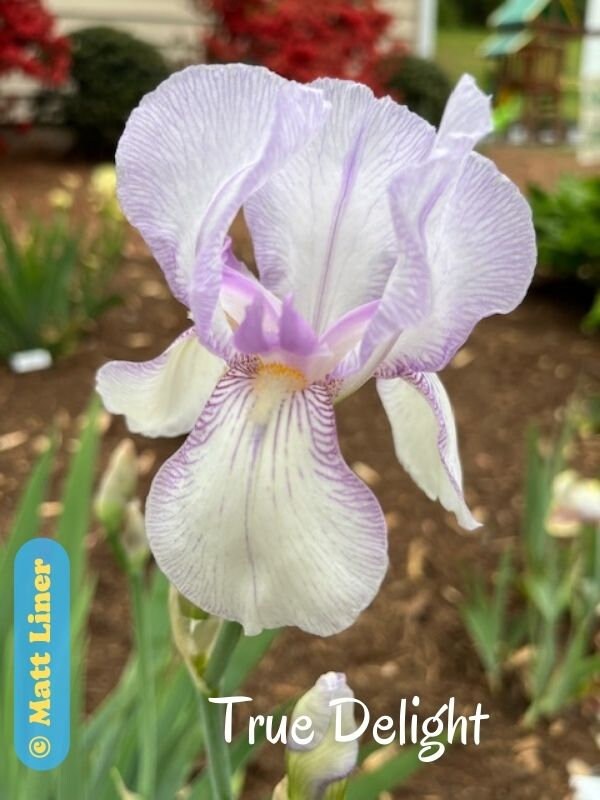 True Delight Tall Bearded Iris, Historic Iris - Etsy