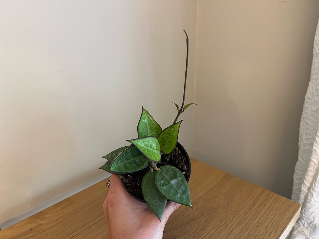 Hoya Parasitica Black Margin Houseplant - Etsy