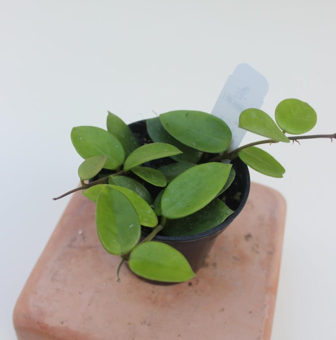3" Hoya Chouke Houseplant - Etsy