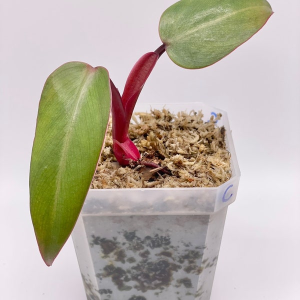 Red Emerald Plant - Etsy