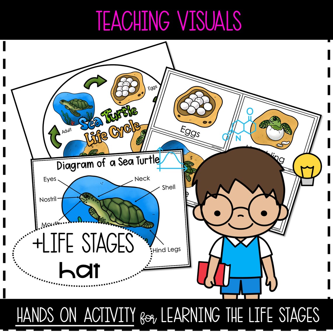 Sea Turtle Life Cycle L Turtle Science Activities L Turtle - Etsy