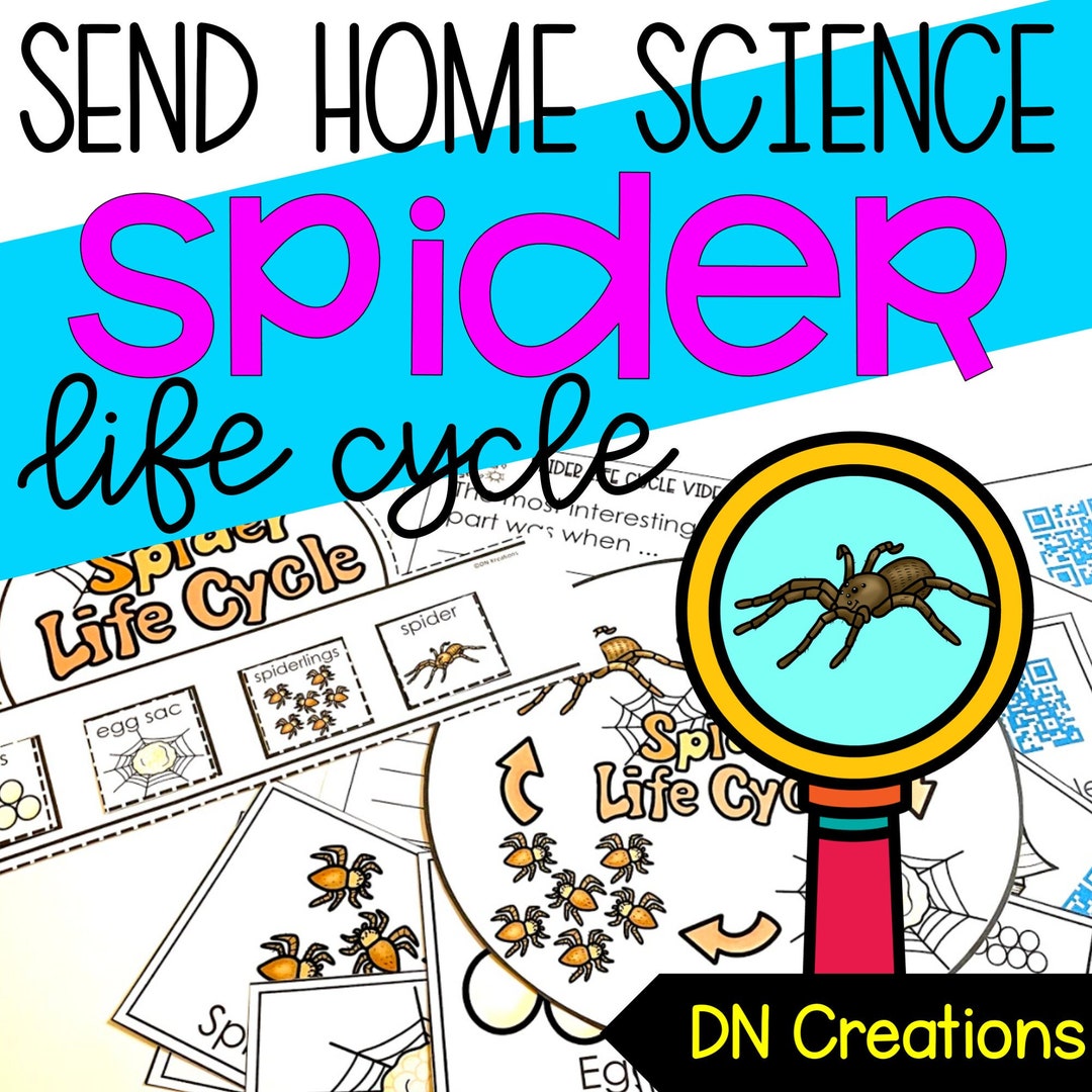Spider Life Cycle L Spider Science Activities L Spider Posters L ...