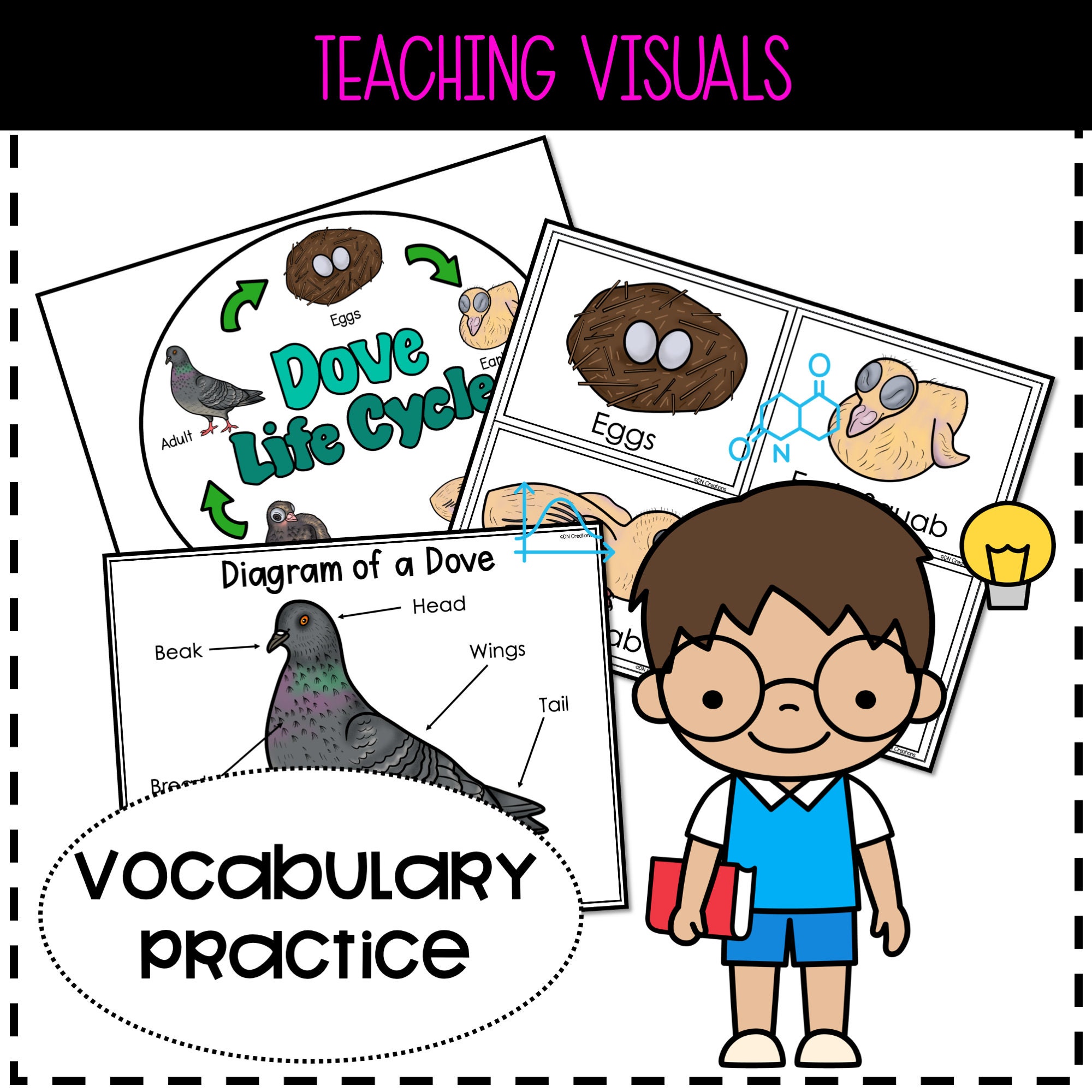 Dove Life Cycle L Bird Science Activities L Science Posters L - Etsy