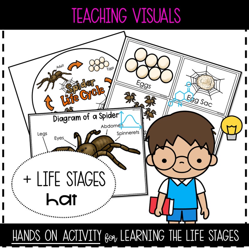 Spider Life Cycle L Spider Science Activities L Spider Posters L ...