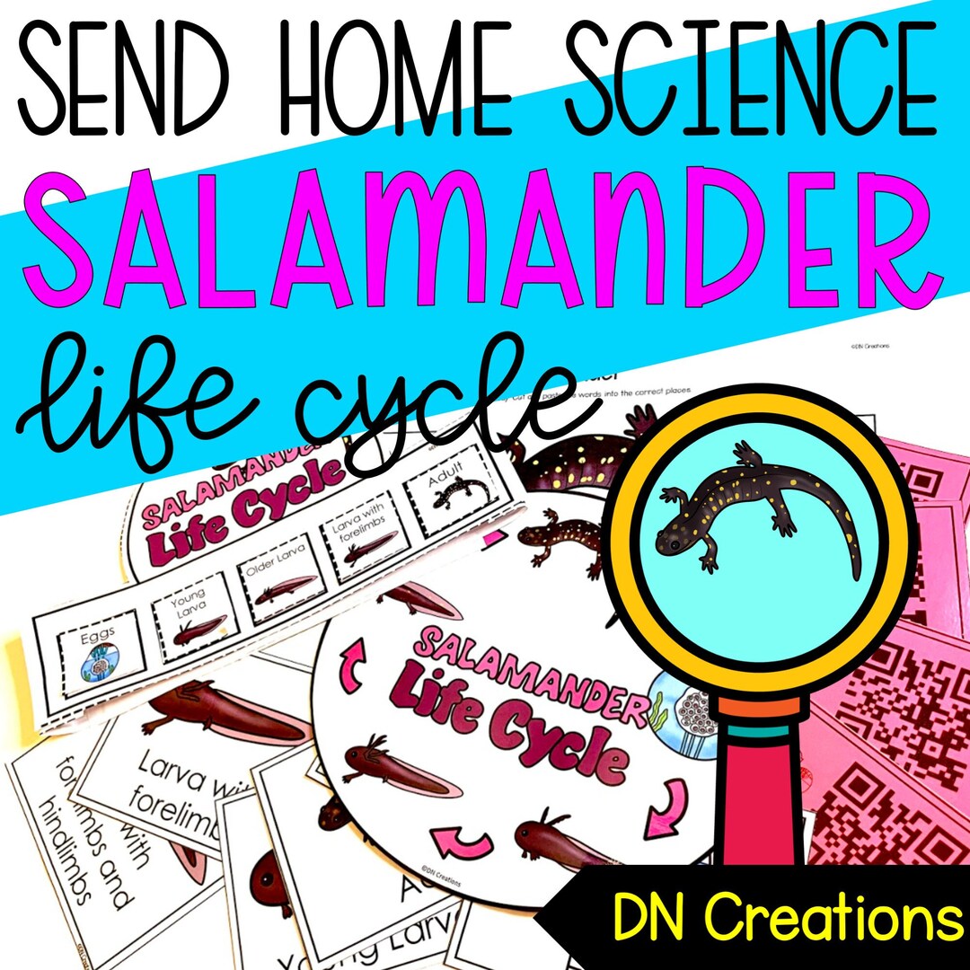 Salamander Life Cycle Posters: Science Activities (PDF Download) - Etsy