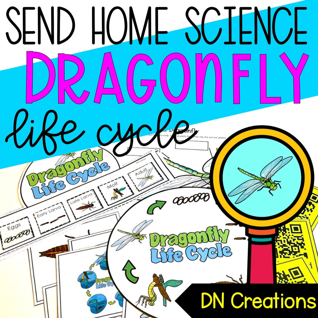 Dragonfly Life Cycle L Dragonfly Science Activities L Science - Etsy
