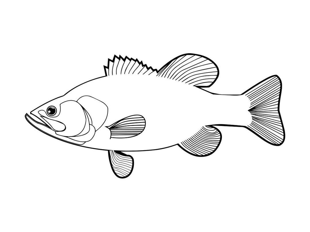Fish Outline SVG, Fish Svg, Fishing SVG, Sea Bass Svg, Fish Clipart ...