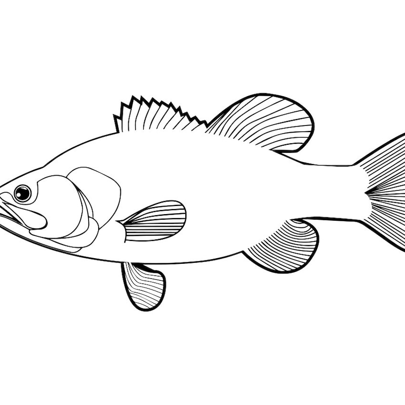 Fish Outline Png - Etsy