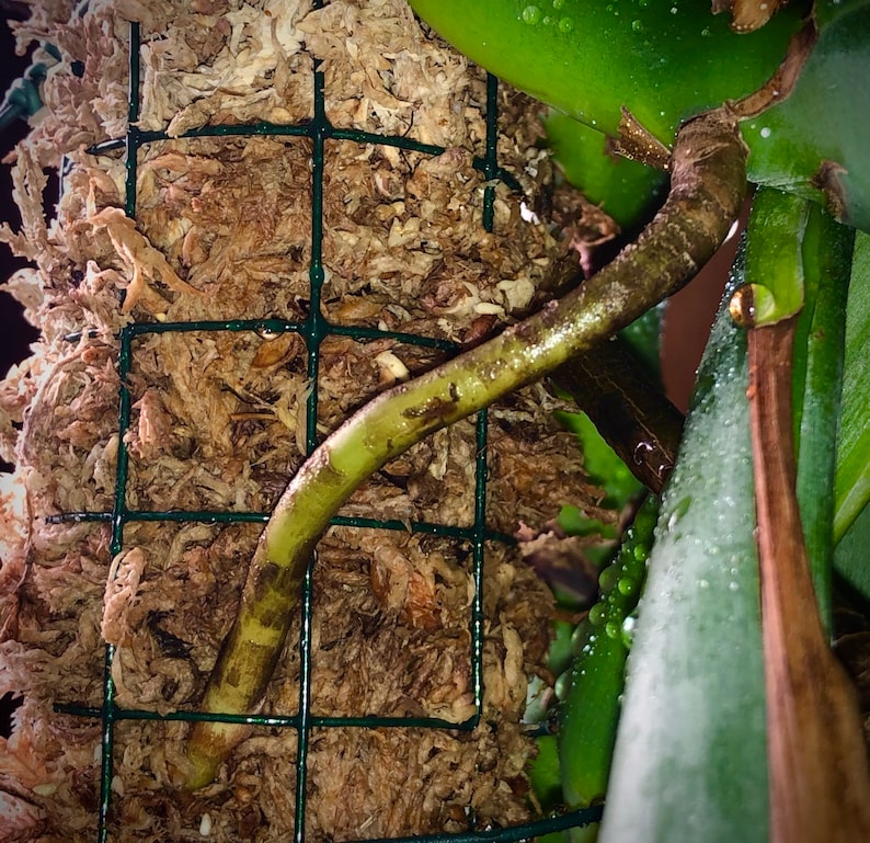 Mooswand Sphagnum Moos Pole Moosstab Moss Wall Moospfahl - Etsy Schweiz