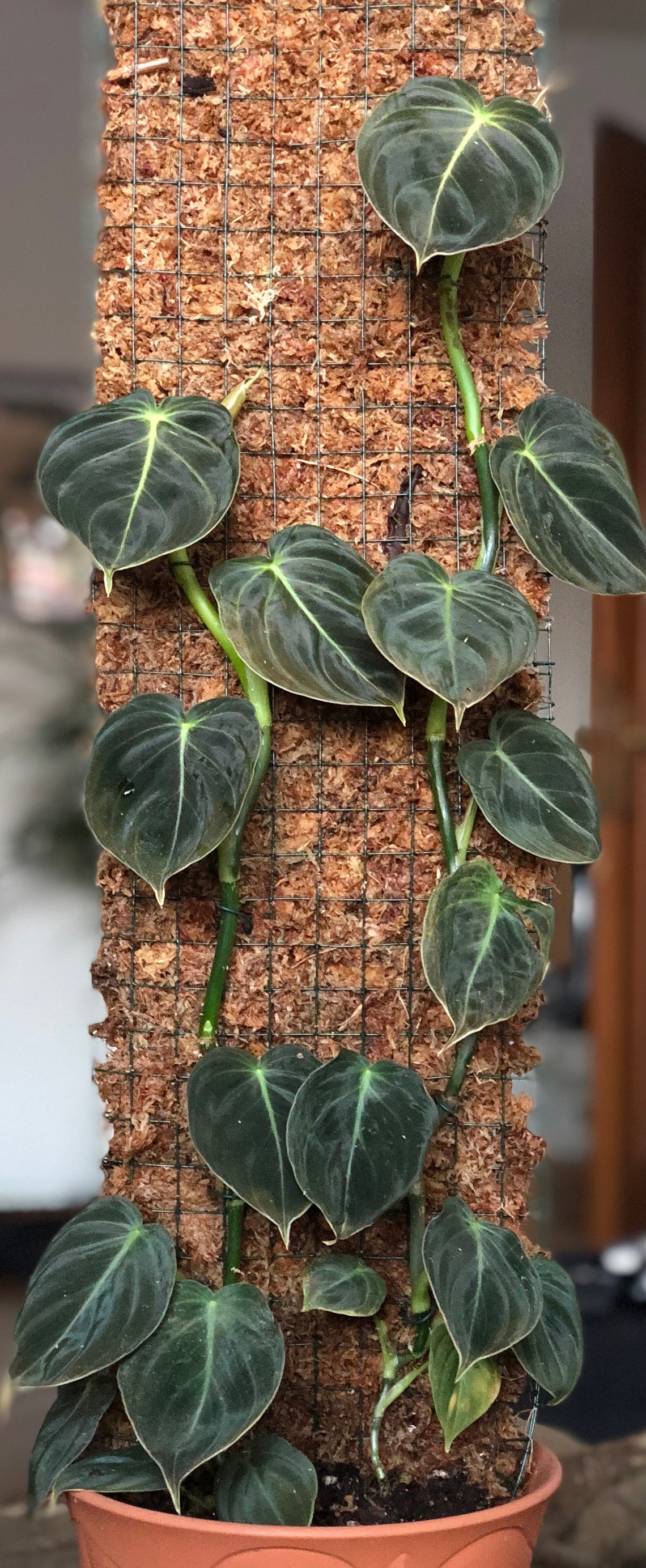 Mooswand Sphagnum Moos Pole Moosstab Moss Wall Moospfahl - Etsy Schweiz