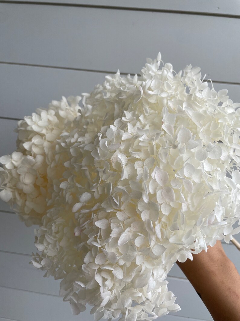 Preserved White Hydrangea/ Dried Stem/ Decor/wedding/ DIY/ Hydies - Etsy
