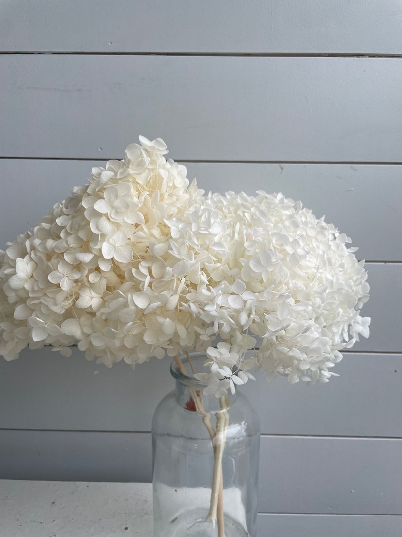 Preserved White Hydrangea/ Dried Stem/ Decor/wedding/ DIY/ Hydies - Etsy
