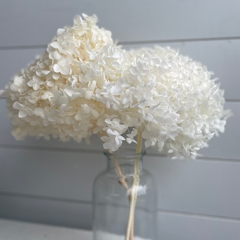 Preserved Hydrangea - Etsy