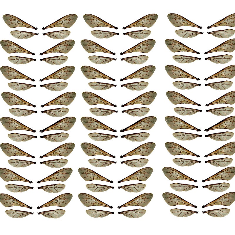 Bee Wings - Etsy