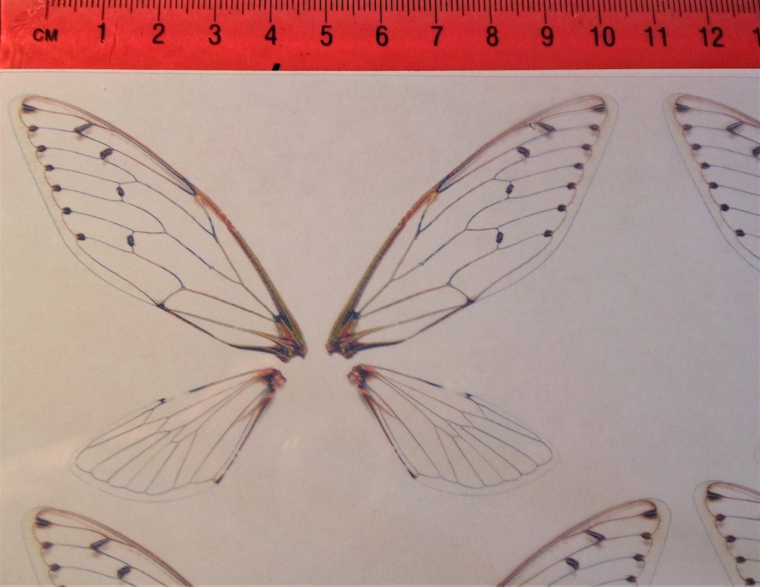 12 Xtinkerbell Fairy cicada Double Wings - Etsy