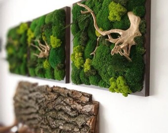 Real Moss - Etsy