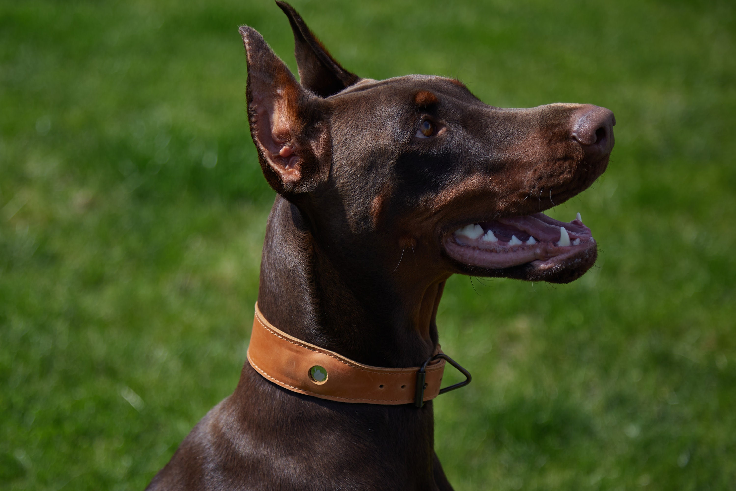Collari Per Doberman