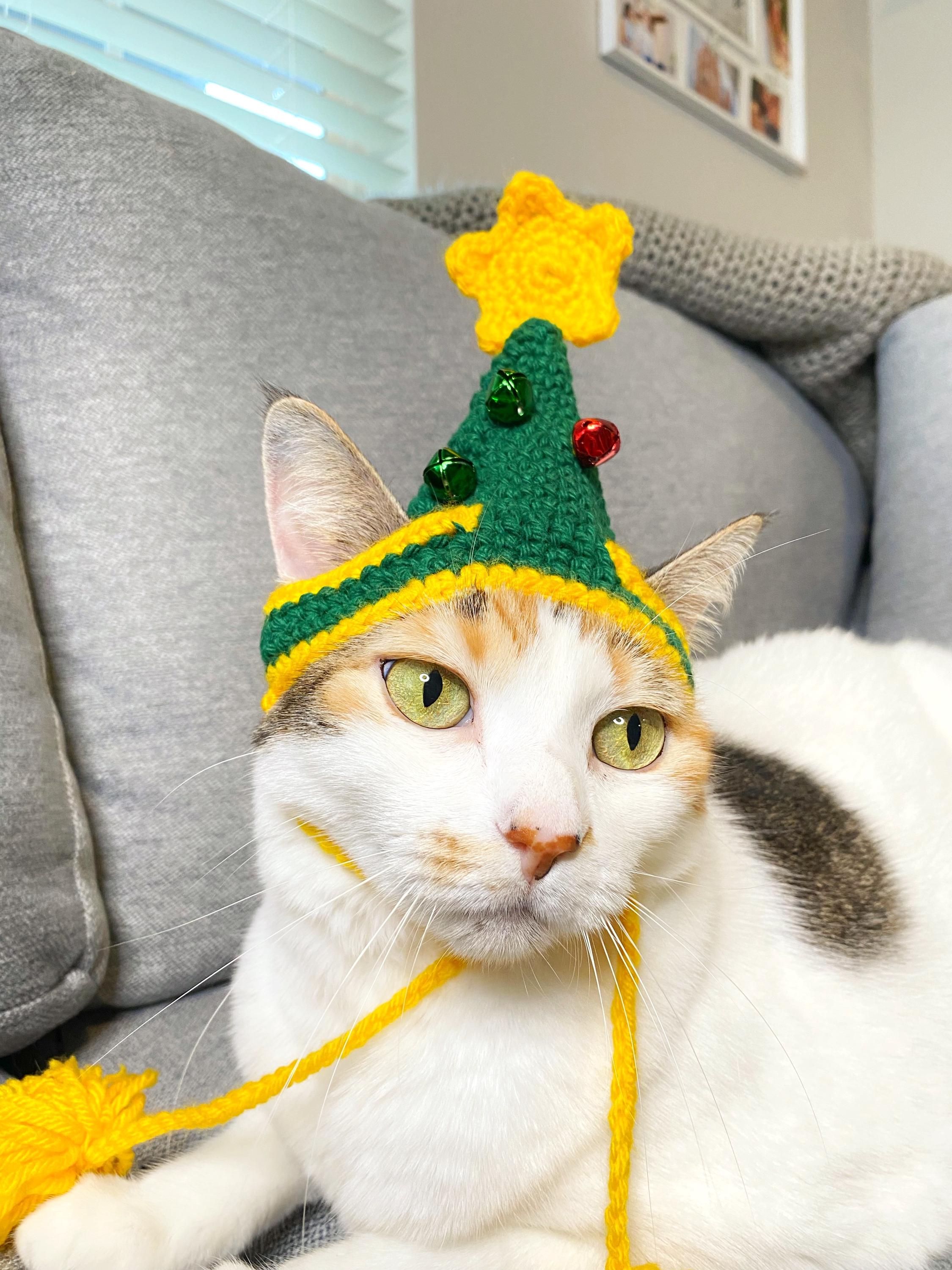 Christmas Tree Cat Hat, Holiday Hat for Cats, Festive Cat Hat, Fun Cat ...