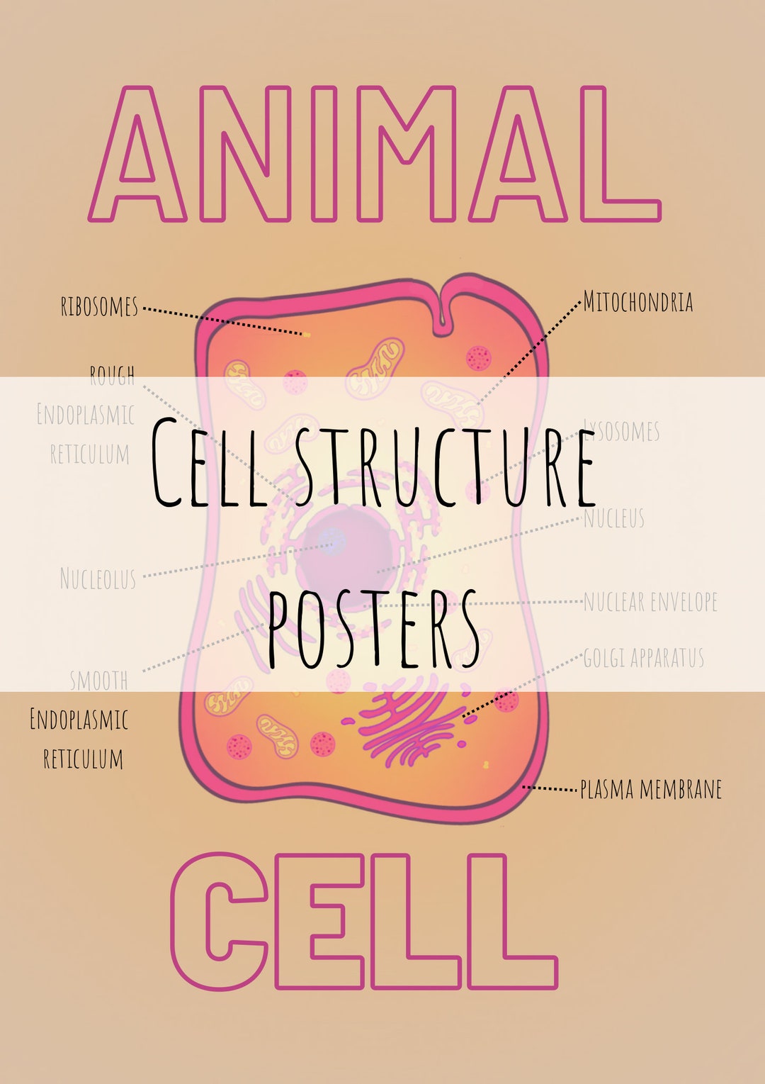 Cell Structure Posters Diagram A-level Biology Revision - Etsy UK