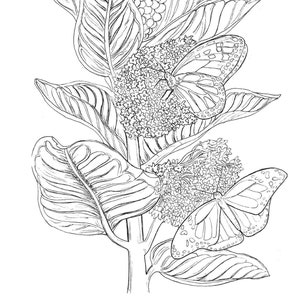 Monarch Butterfly Educational Coloring Book Digital Printout for ...