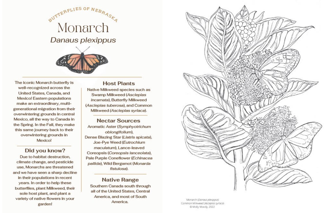 Monarch Butterfly Educational Coloring Book Digital Printout for ...