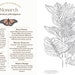 Monarch Butterfly Educational Coloring Book Digital Printout for ...