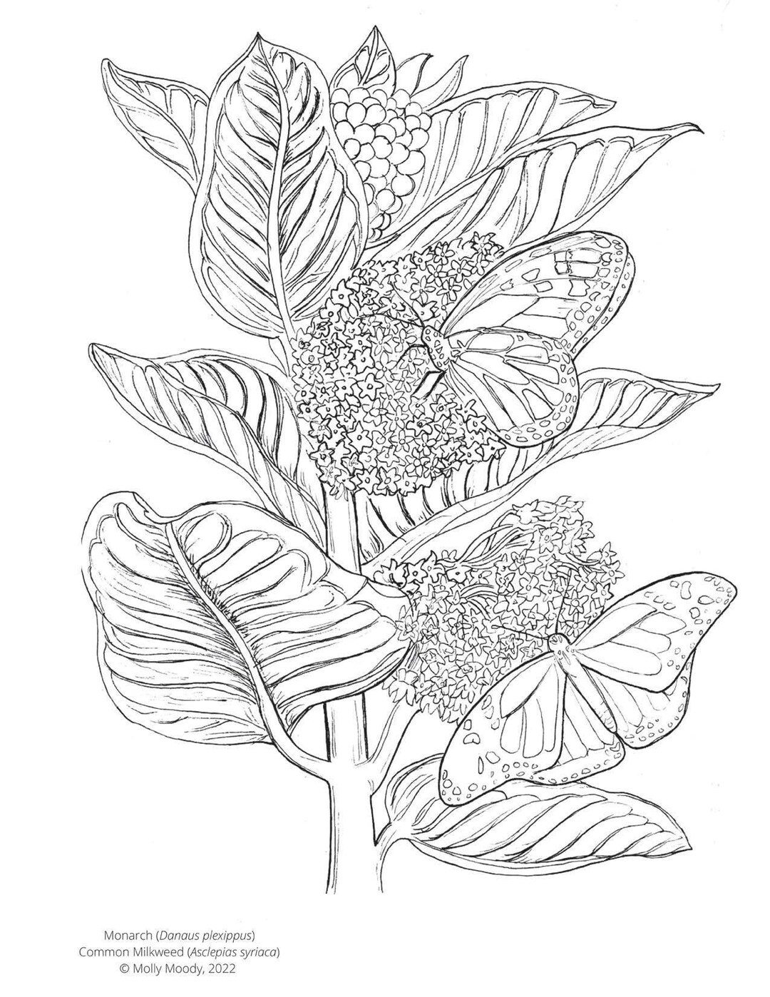 Monarch Butterfly Educational Coloring Book Digital Printout for ...