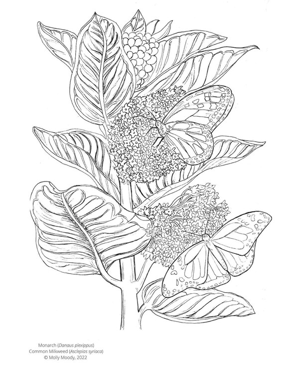 Monarch Butterfly Educational Coloring Book Digital Printout - Etsy