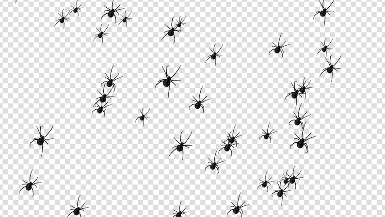 Spiders Crawling Stream Alert - Animated Full Screen Overlay W ...