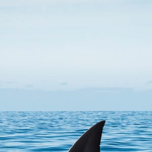 Shark Fin Stream Alert - Animated Overlay With Transparent Background ...