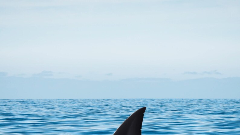 Shark Fin Stream Alert Animated Overlay With Transparent Background ...