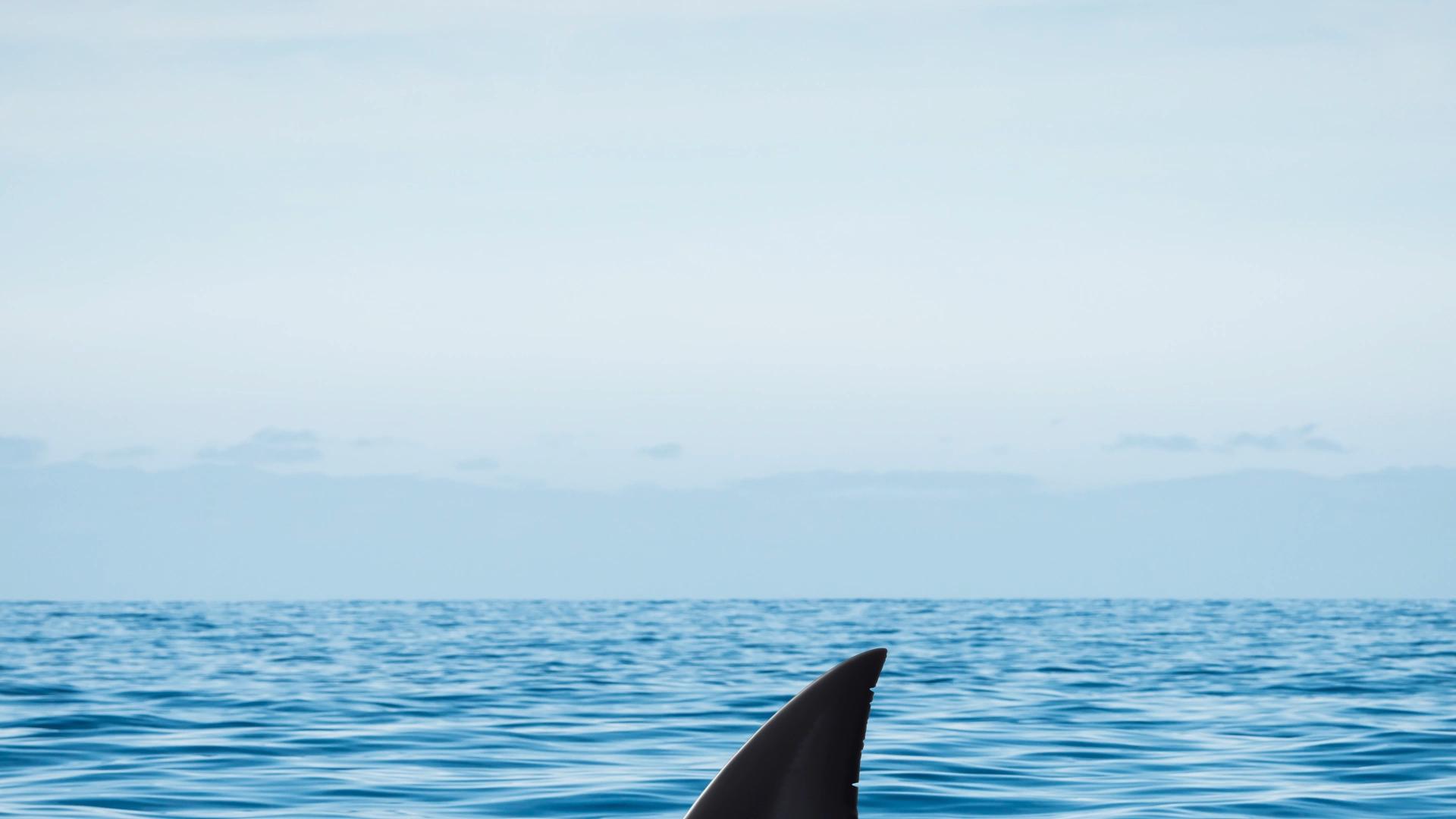 Shark Fin Stream Alert Animated Overlay With Transparent Background ...