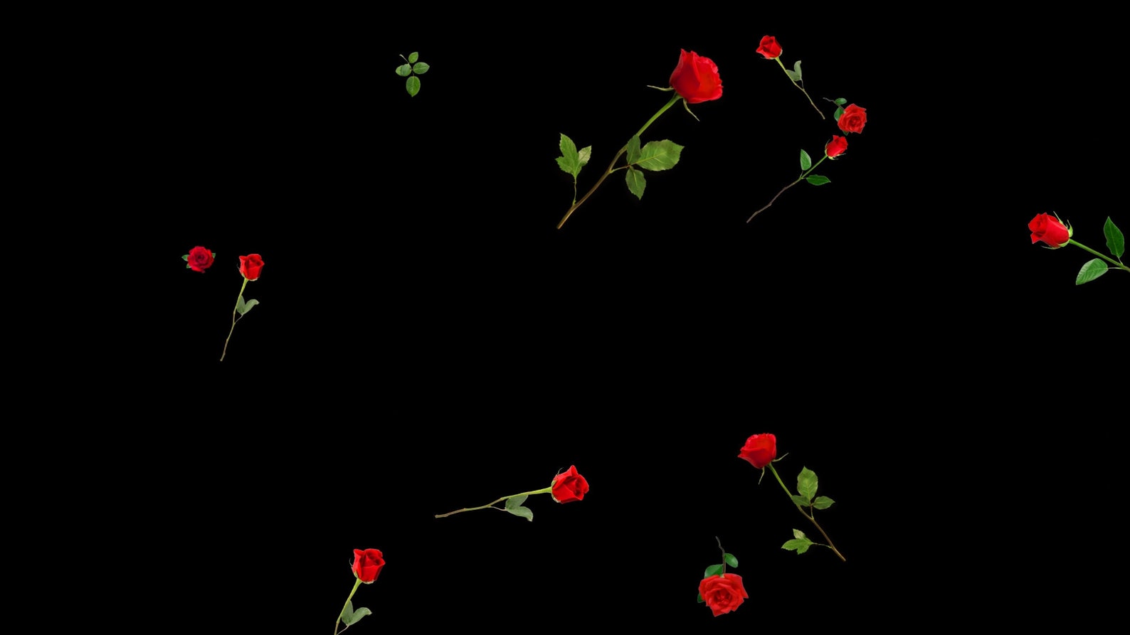 Falling Roses Alert - Full Screen Red Rose Animation - Animated Overlay ...