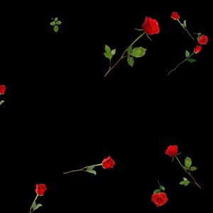 Falling Roses Alert - Full Screen Red Rose Animation - Animated Overlay ...