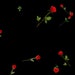 Falling Roses Alert - Full Screen Red Rose Animation - Animated Overlay ...