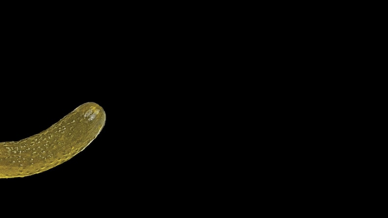 Pickle Poke Stream Alert - Full Screen Animated Overlay With ...