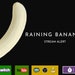 Raining Bananas Stream Overlay - Animated Alert - Banana Drop - Full ...