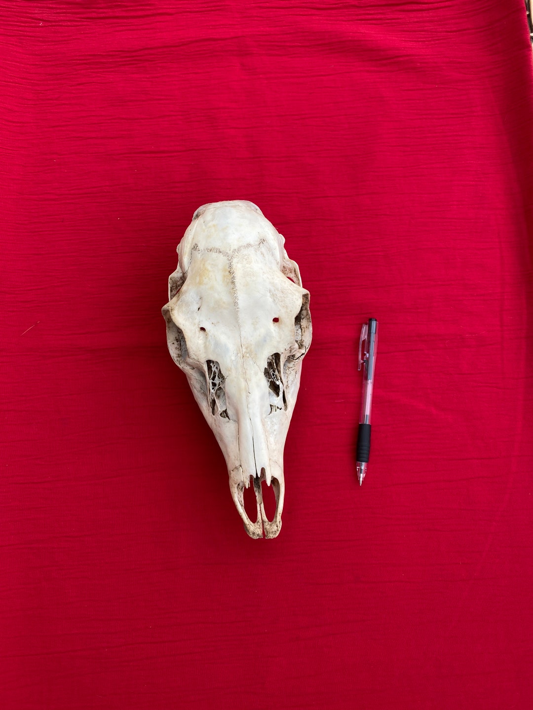 Fallow Deer Doe Skull Animal Bones - Etsy