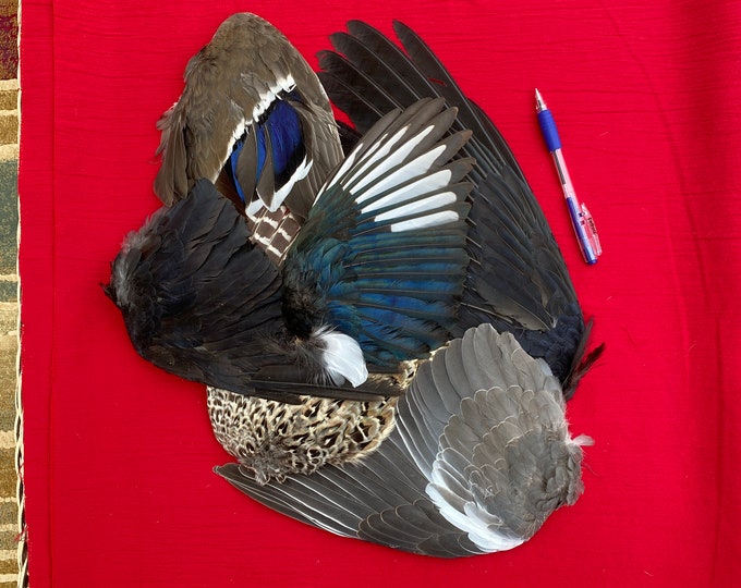 Real Bird Wing ~ Taxidermy Crow Wing, Millinery, Art, Curiosity, LARP ...