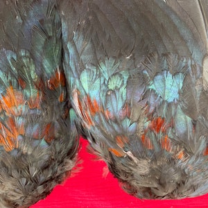 Pair Bantam Rooster Chicken Wings Crafts N4 - Etsy