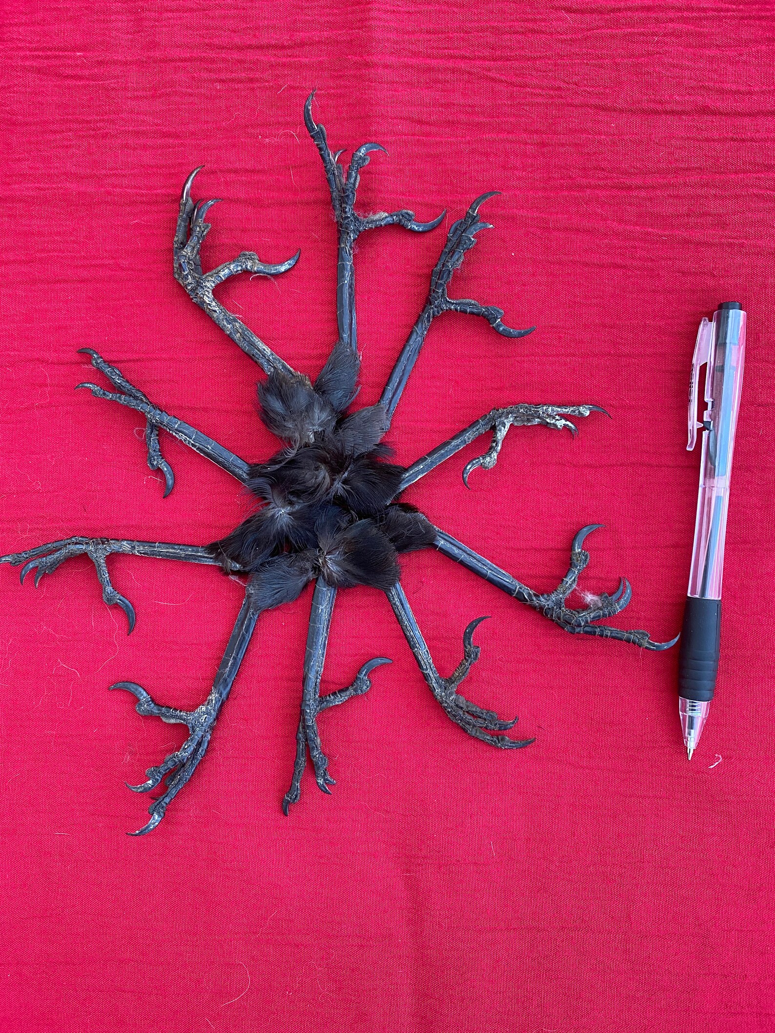 10 Crow and Corvid Feet - Etsy