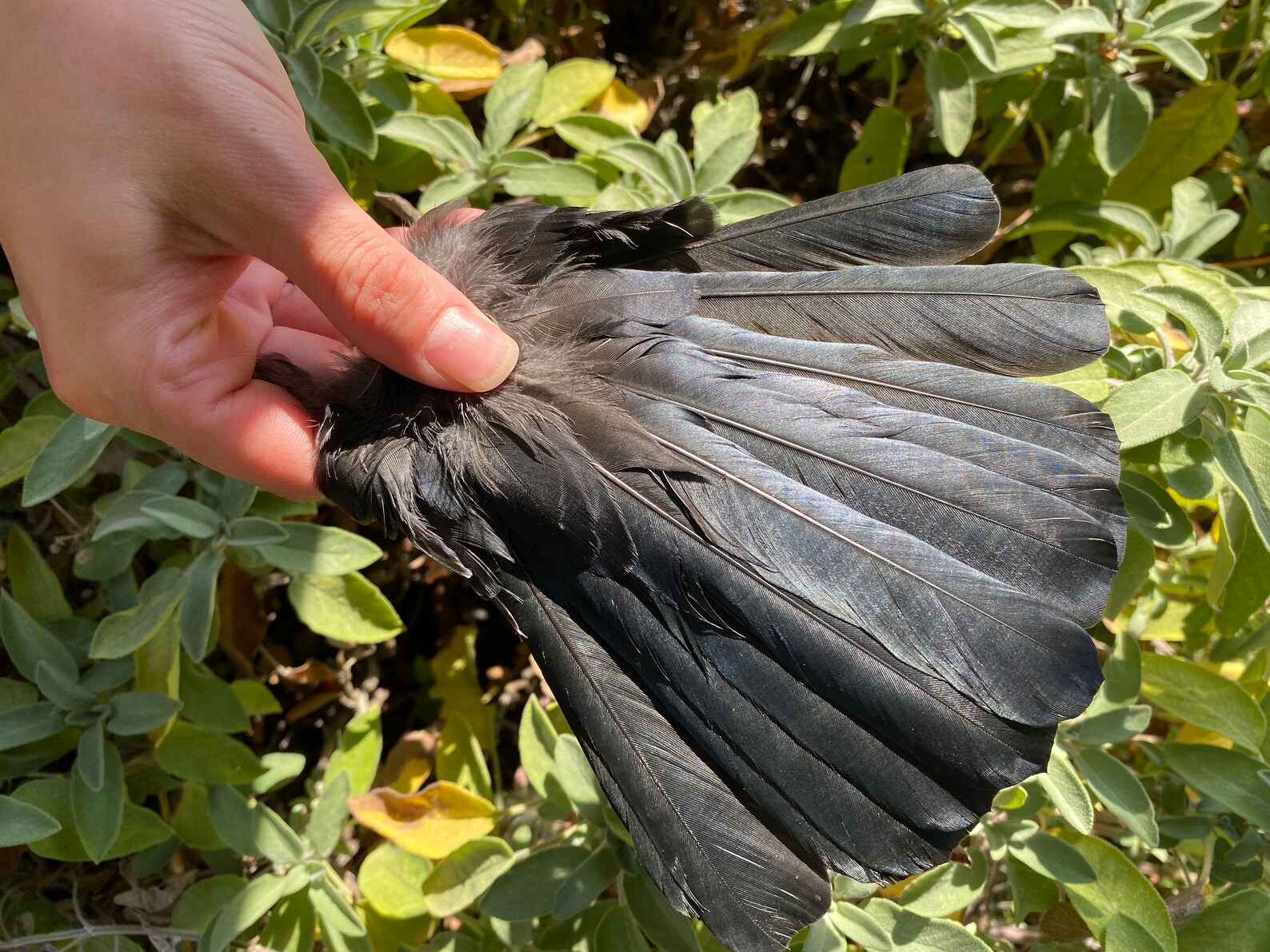 A Genuine Crow Tail Smudge Fan - Etsy