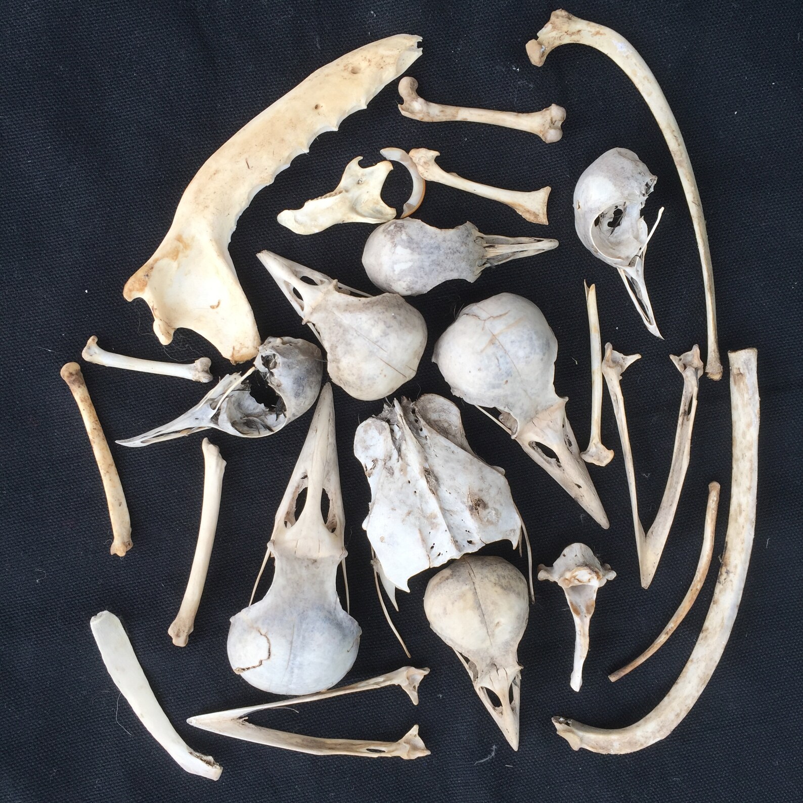 20 Tier/Vogelschädel und Knochen - Etsy Österreich
