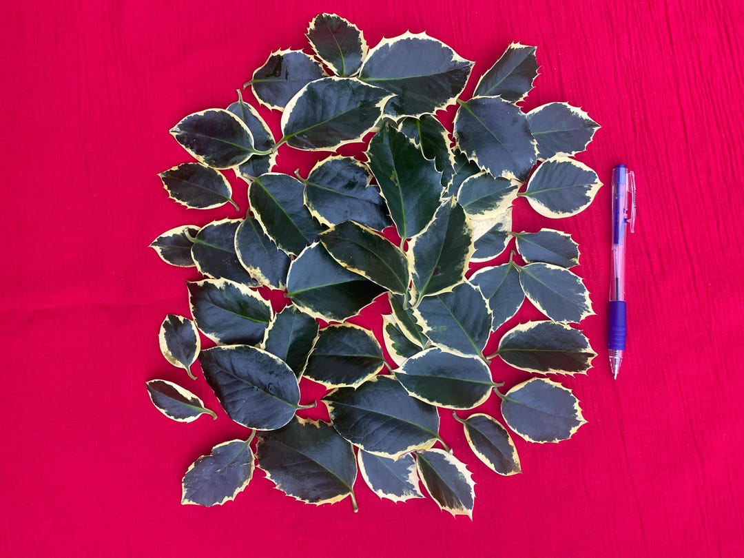 25 Organic Holly Leaves Protection Evil Witchcraft Good Fortune Art ...