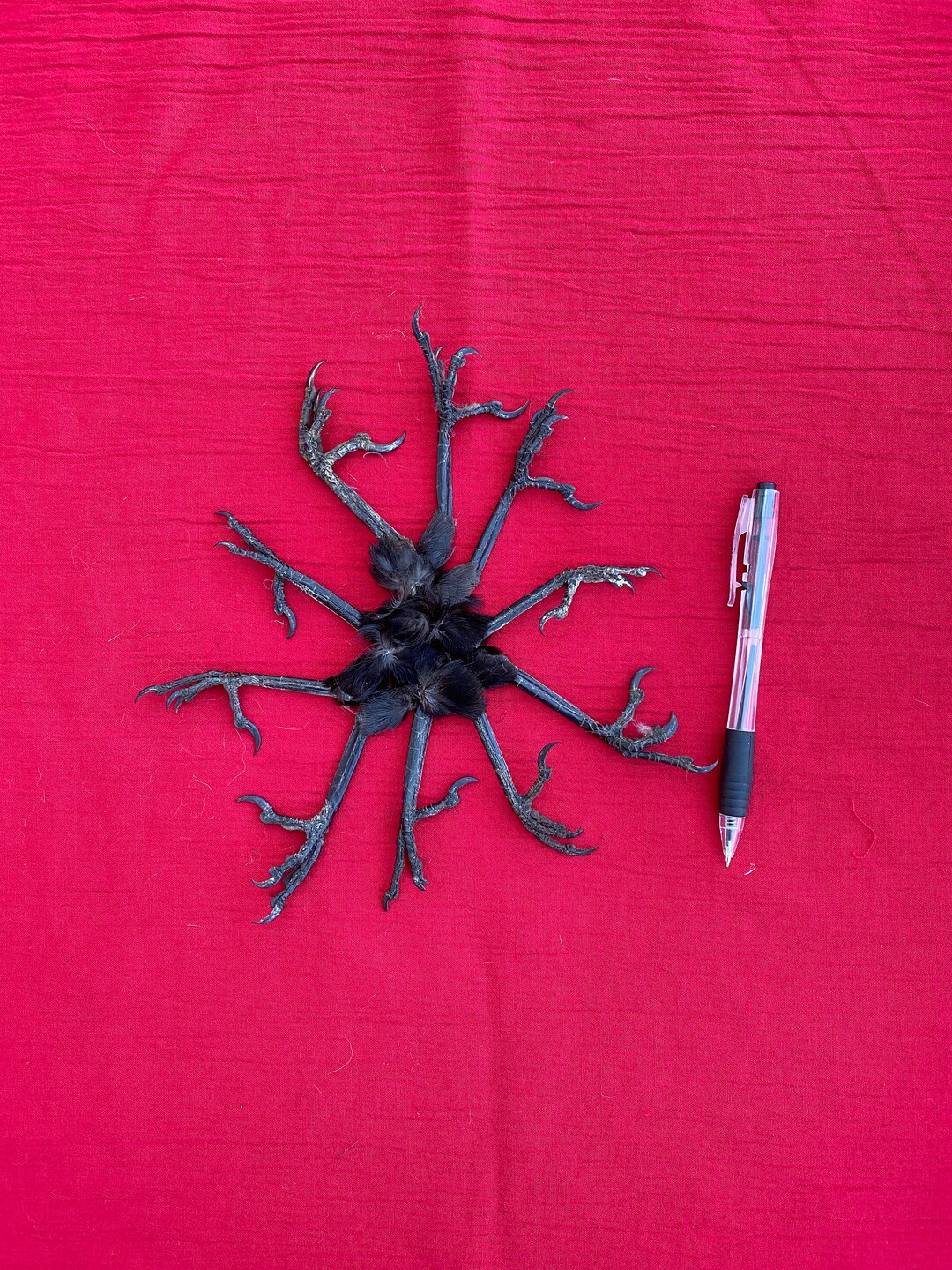 20 Assorted Crow and Corvid Feet - Etsy