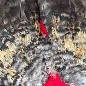 Pair Bantam Rooster Wings Feathers Craft N2 - Etsy